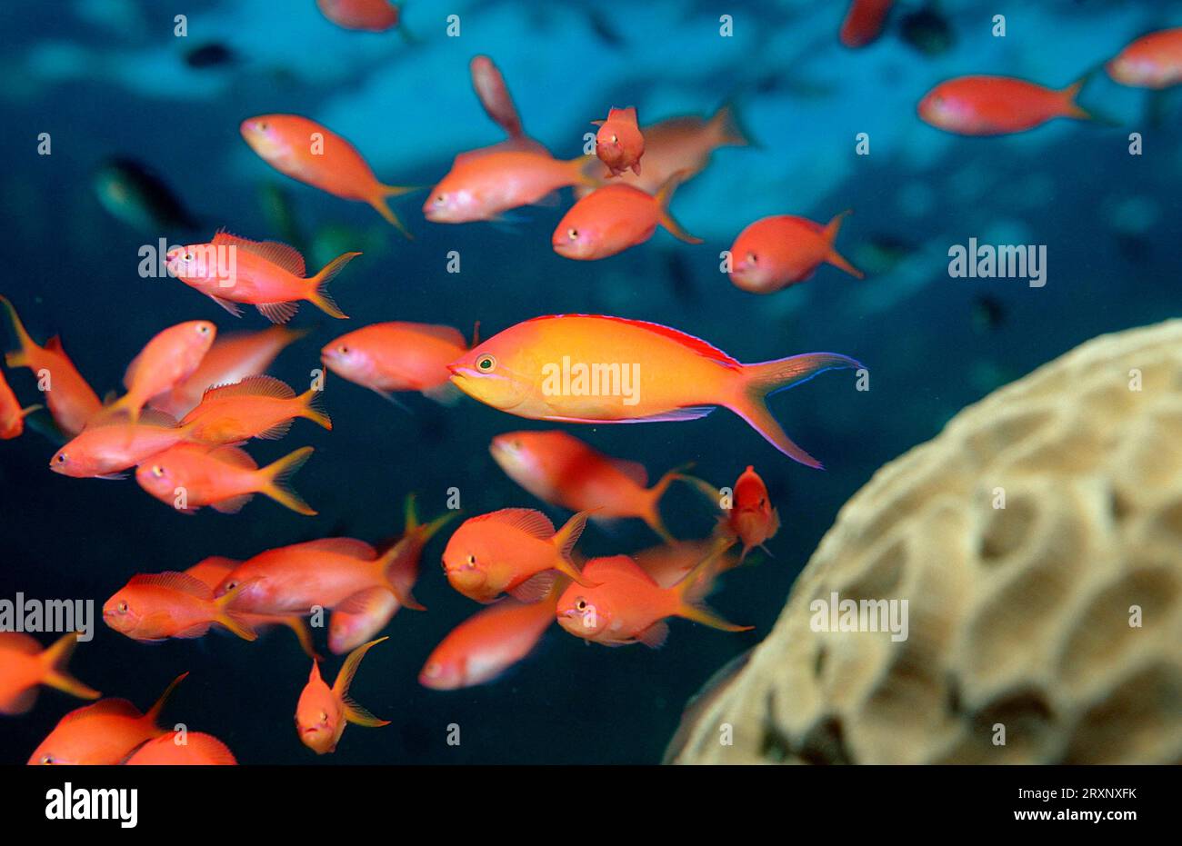 Peach anthias hi-res stock photography and images - Alamy