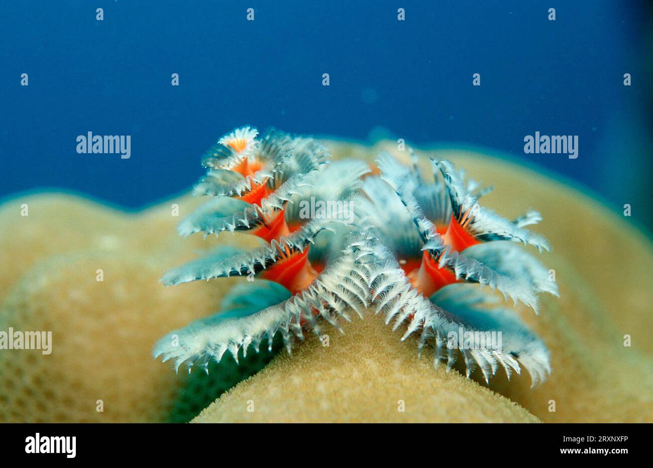 Christmas Tree-worms, Christmas tree worms (Spirobranchus giganteus ...