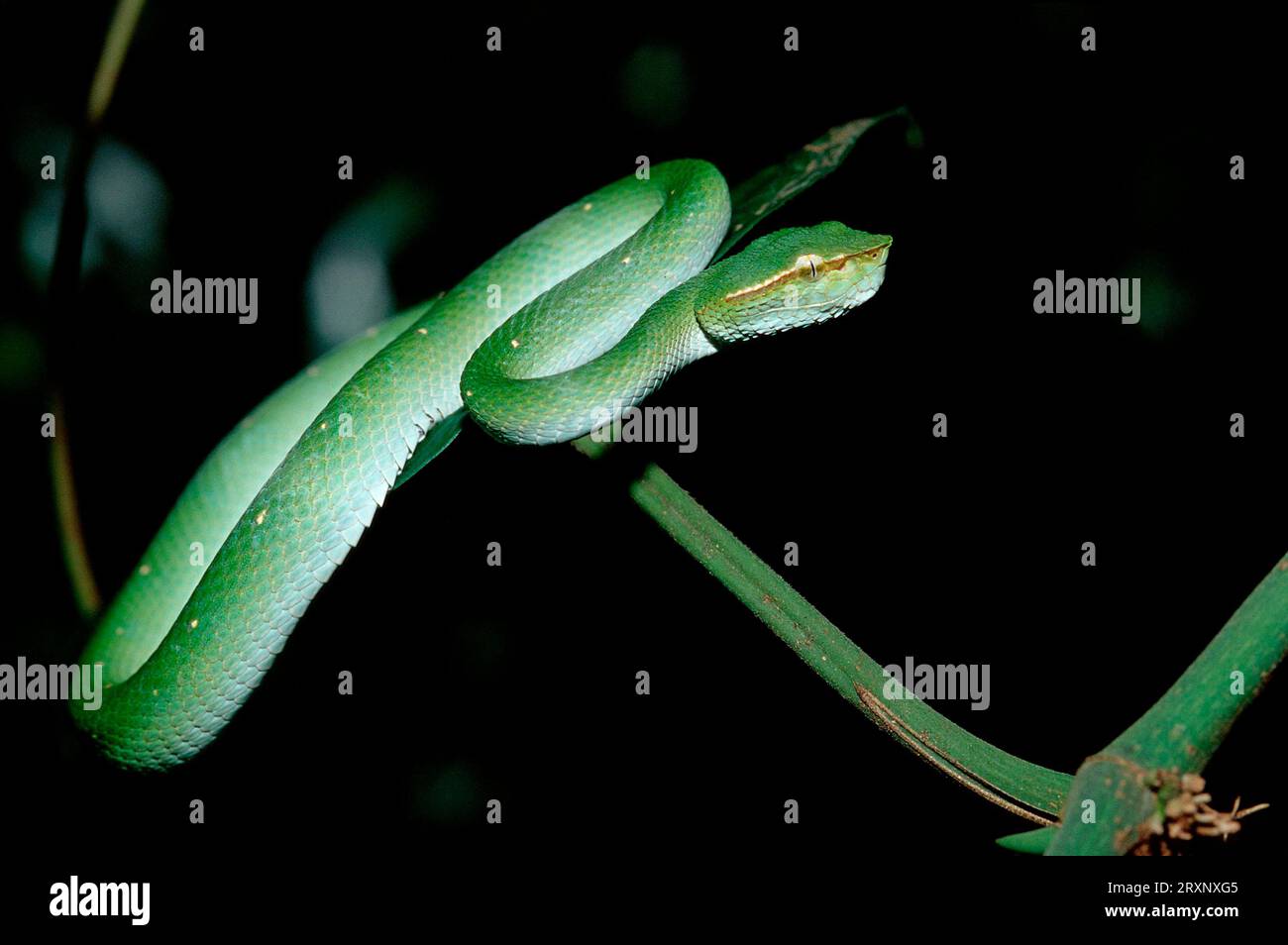 White-lipped tree viper, Sepilok, Sabah, White lipped island pit viper ...