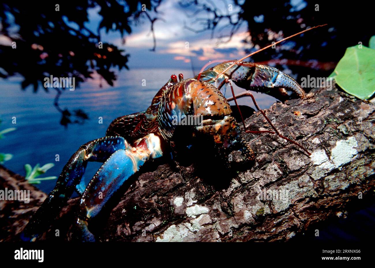 Coconut Robber Crab, Sipadan, Sabah, Borneo, Malaysia (Birgus latro ...