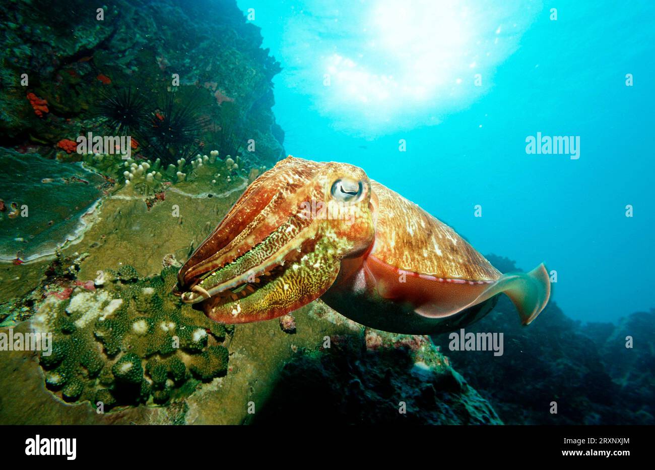 Pharaoh Cuttlefish (Sepia pharaonis), Andaman sea, Myanmar, Burma ...