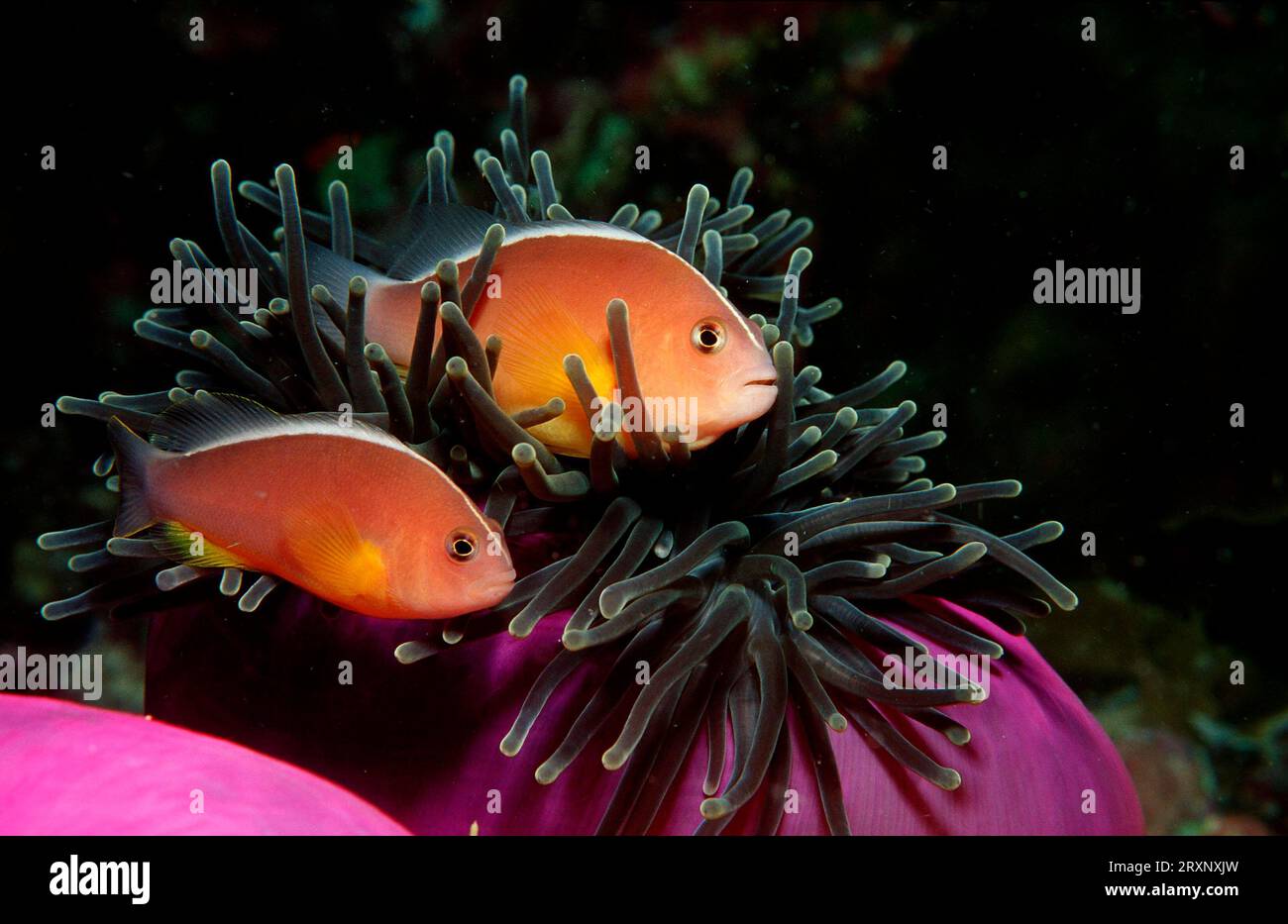 Orange Anemone Fish, Andaman sea, Myanmar, Burma (Amphiprion ...