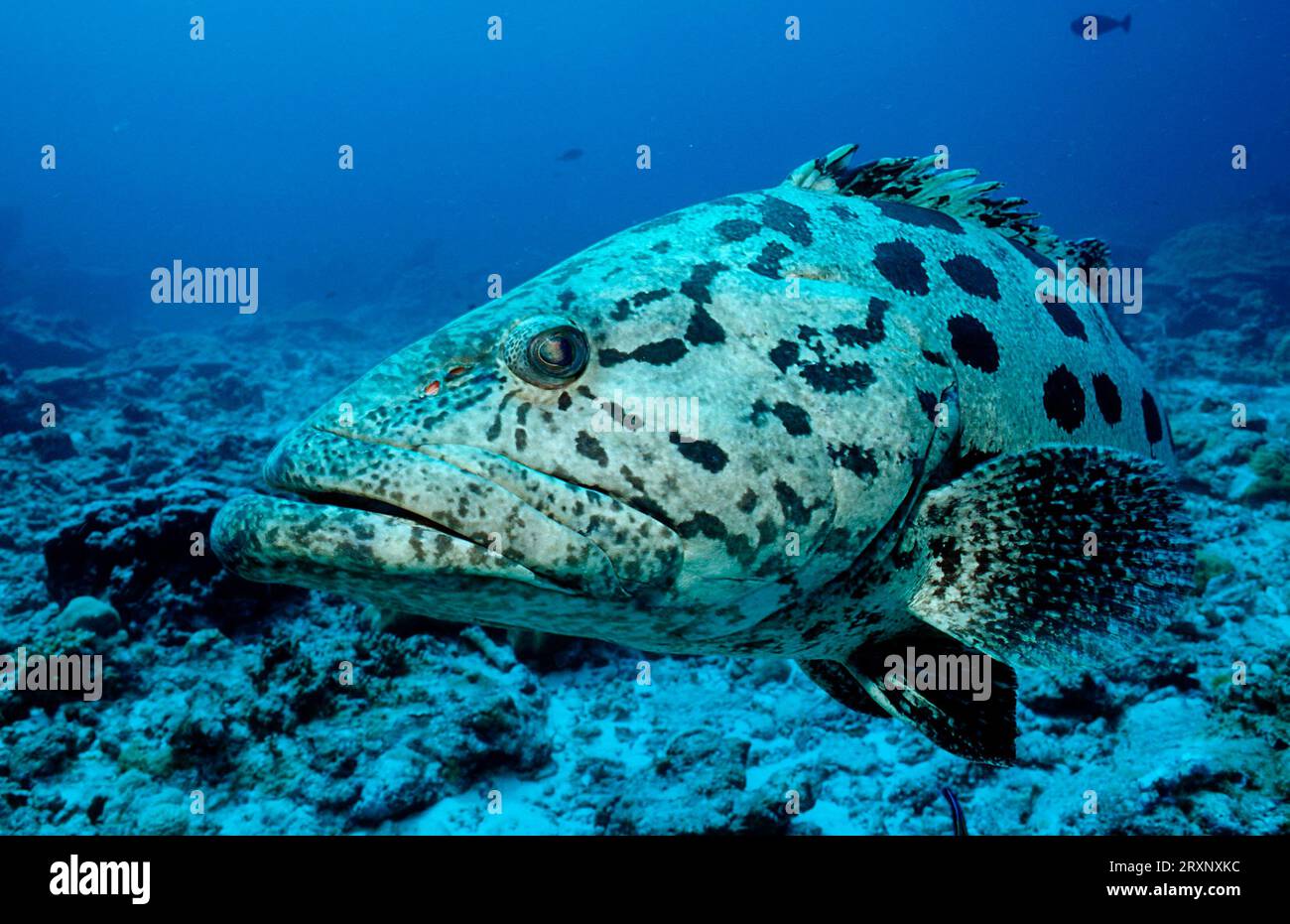 Potato Grouper (Epinephelus tukula), Andaman sea, Myanmar, Burma, Giant ...