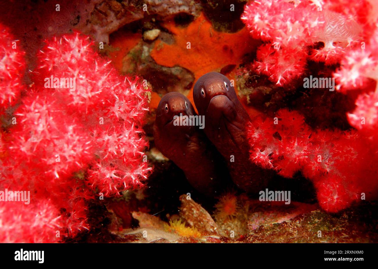 White eyed morays hi-res stock photography and images - Alamy