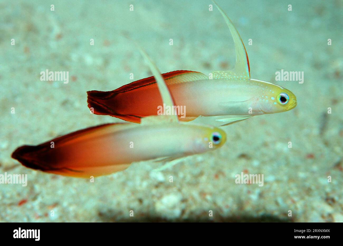 Fire Goby, Maldives, Red fire goby (Nemateleotris magnifica) arrow goby ...