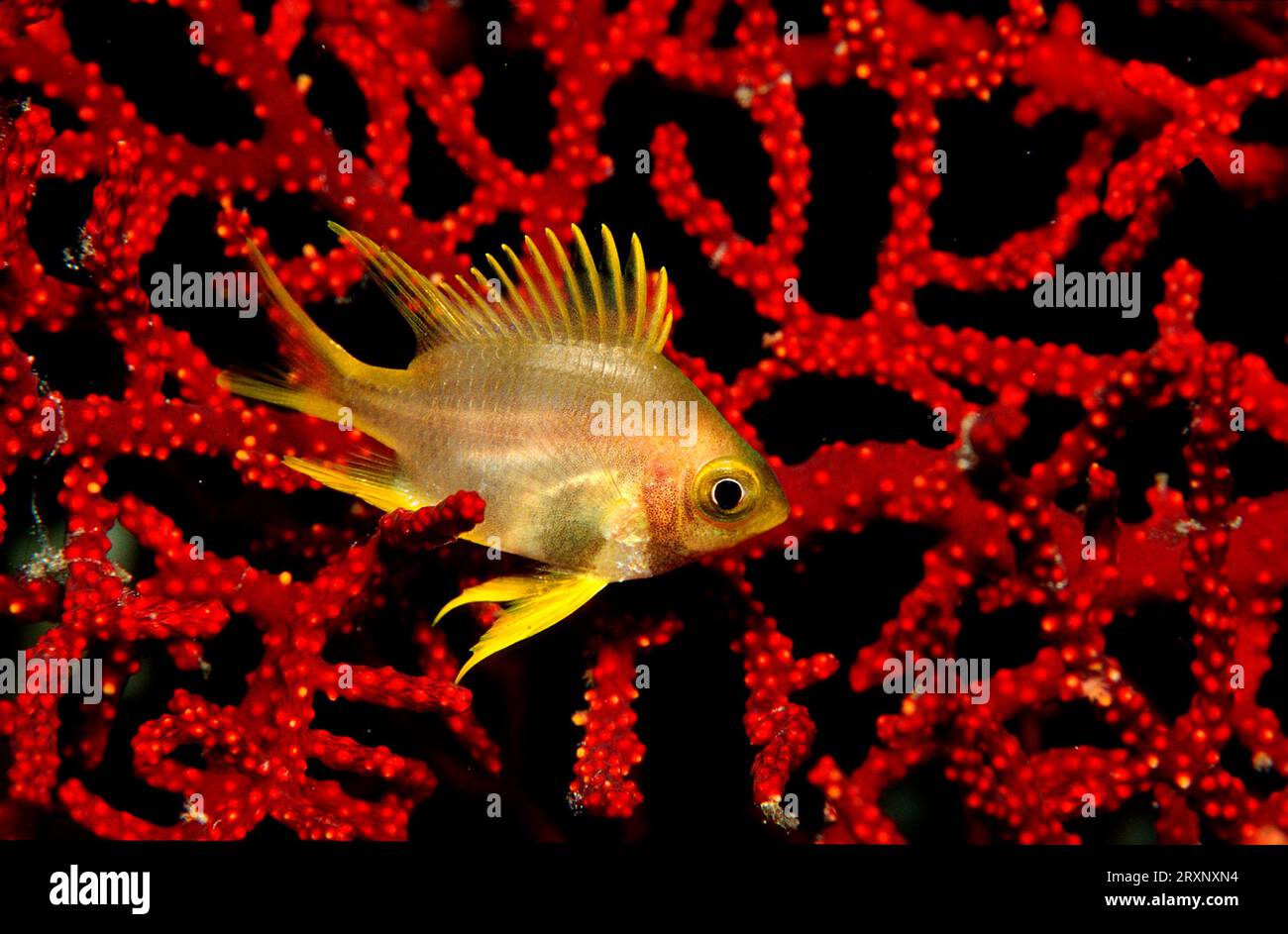 Golden damselfish (Amblyglyphidodon aureus), Similan Islands, Andaman ...