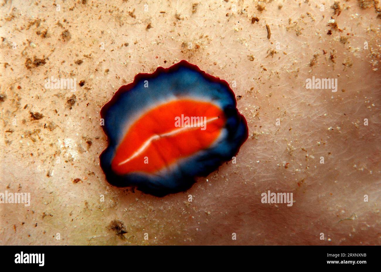 Flat worm, Maldives (Tubellaria), Eddy worm, exempt, Maldives Stock ...