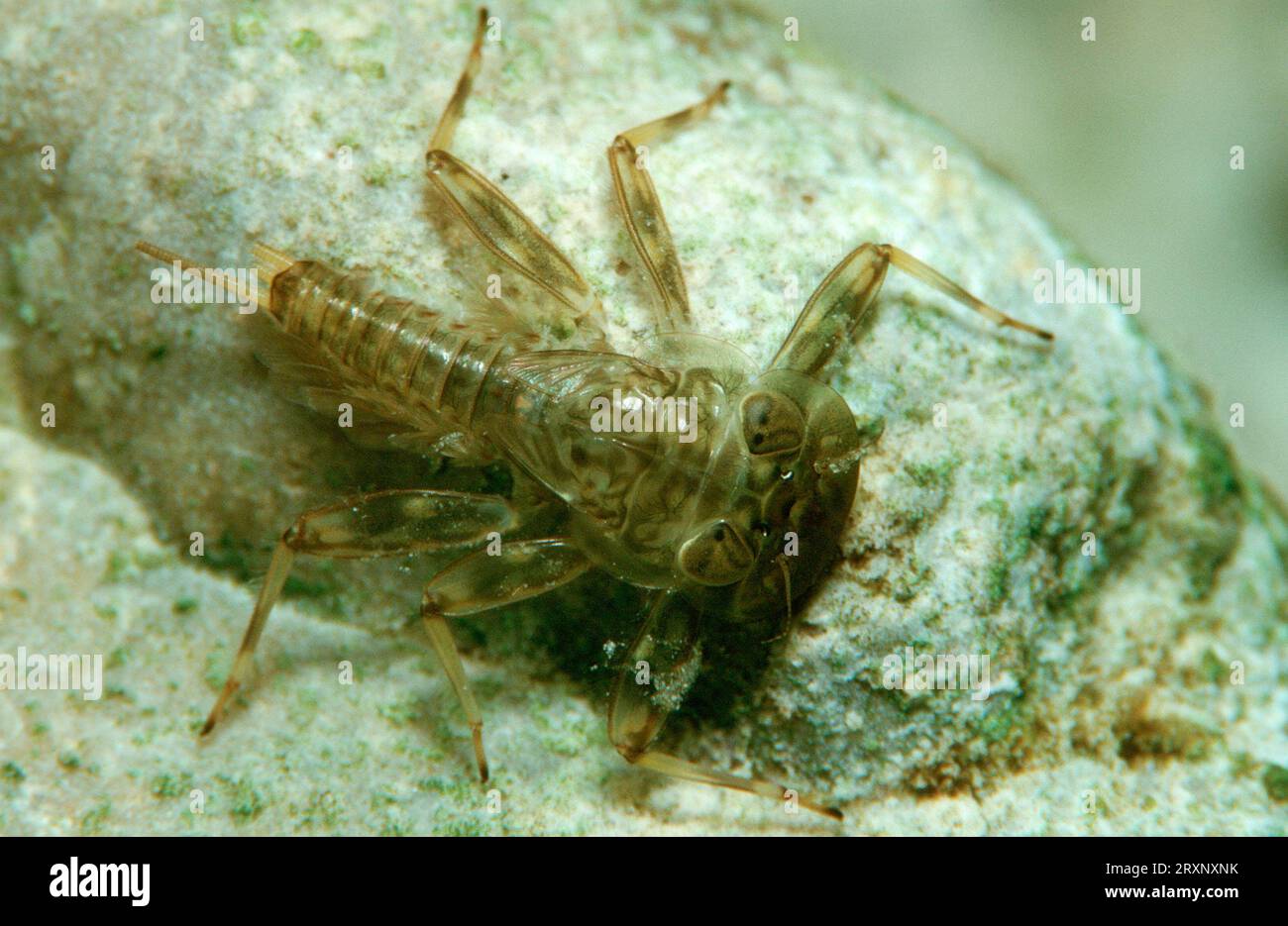 Larva of Stonefly (Plecoptera), stonefly larva Bavaria, Germany Stock Photo - Alamy
