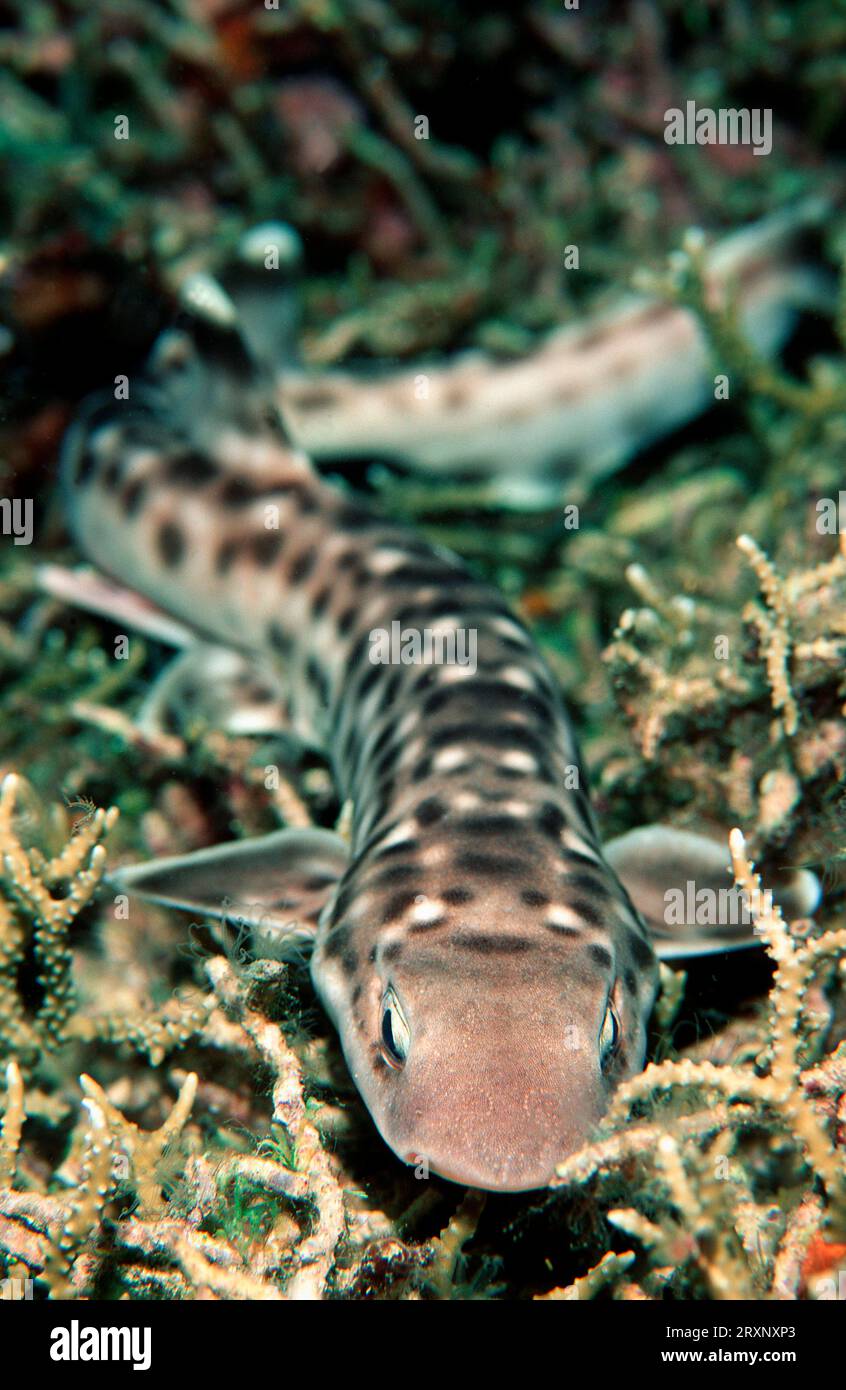 Coral catshark (Atelomycterus marmoratus), South China Sea, white ...
