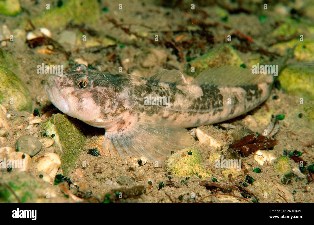 Bullhead, bullhead, Bavaria, Muehlkoppe, western European bullhead ...