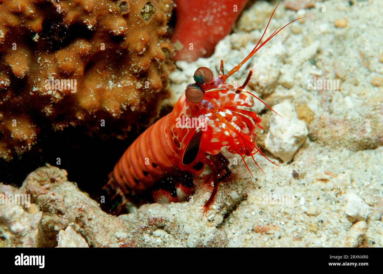 Coloured Mantis Shrimp, Maldives, Peacock mantis shrimp (Odontodactylus ...