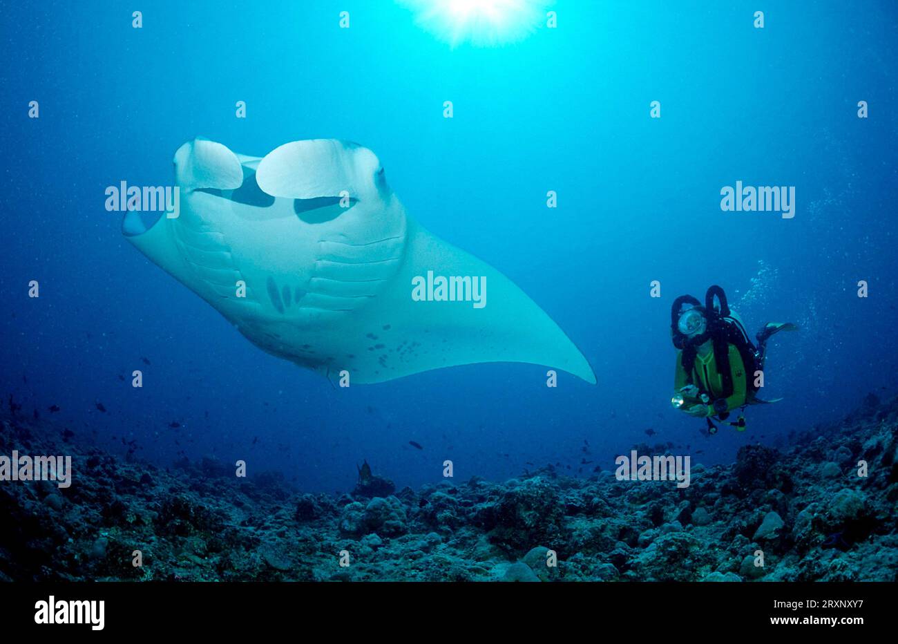 Manta Ray and diver, Ari atol, Pelagic manta ray (Manta birostris ...