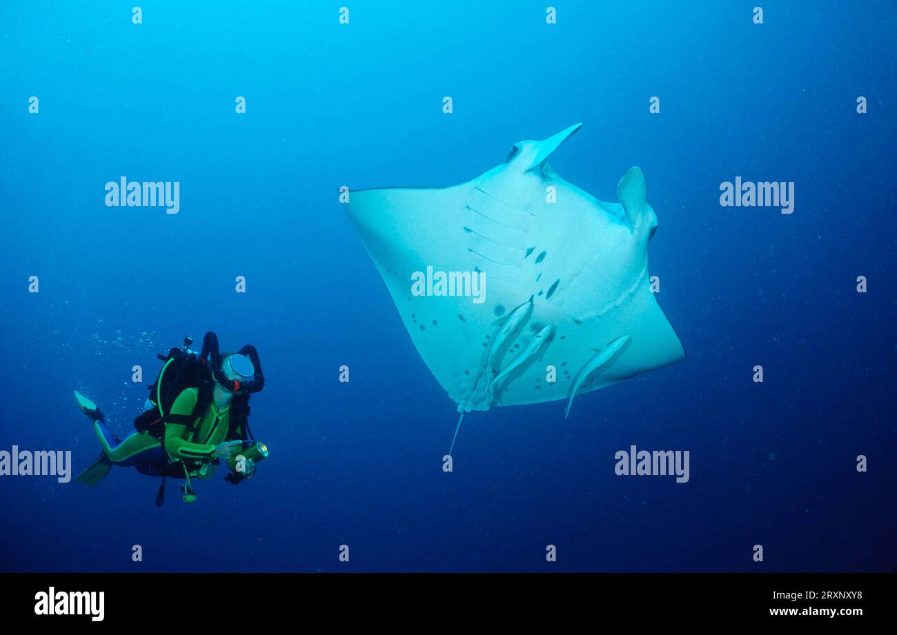 Manta Ray and diver, Ari atol, Pelagic manta ray (Manta birostris ...