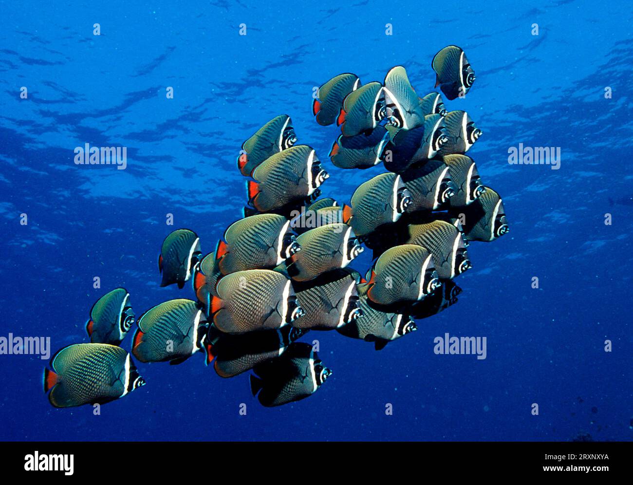 Pakistani Butterflyfish (Chaetodon collare), Ari atol, Red tailed ...