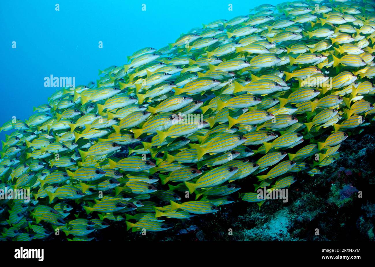 Five-lined Snapper, Ari atol, Maldives (Lutjanus quinquelineatus), Ari ...