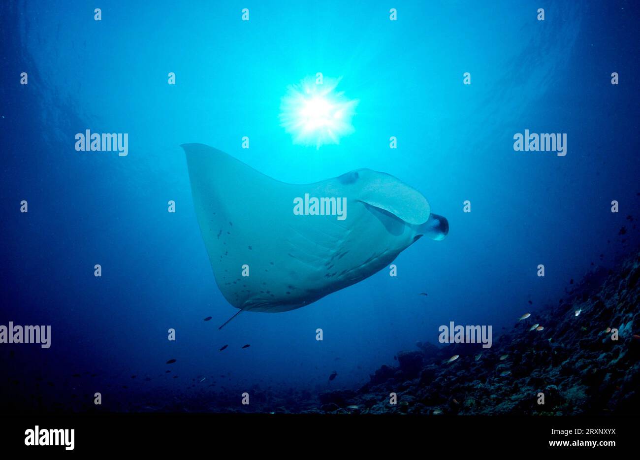 Manta ray, Ari Pelagic manta ray (Manta birostris), Maldives Stock ...