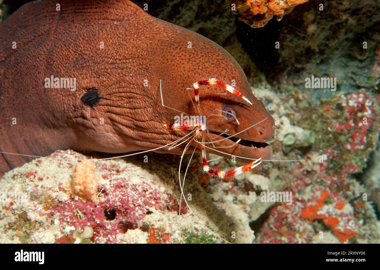 Yellow-edged Moray (Gymnothorax flavimarginatus) and Coral Banded ...