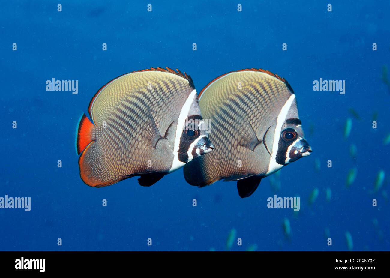 Pakistani Butterflyfish (Chaetodon collare), Ari atol, Red tailed ...