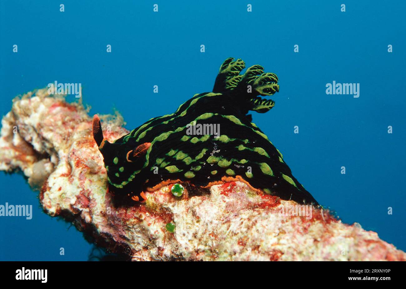 Variable Neon Slug (Nembrotha kubaryana), Bohol Sea, Variable neon slug ...