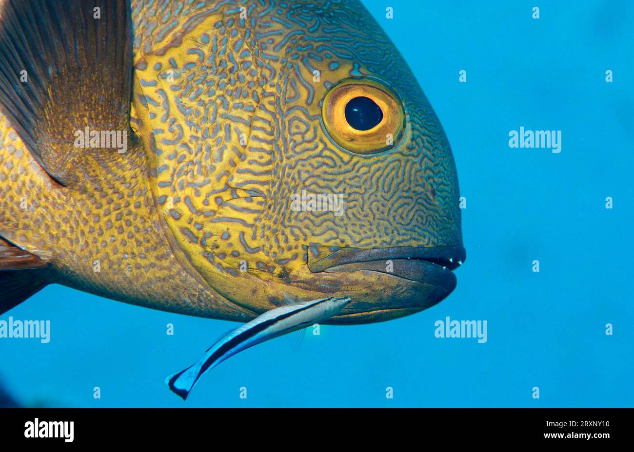 Common Cleaner Wrasse cleaning Midnight Sea Perch, Ari atol, Maldives ...