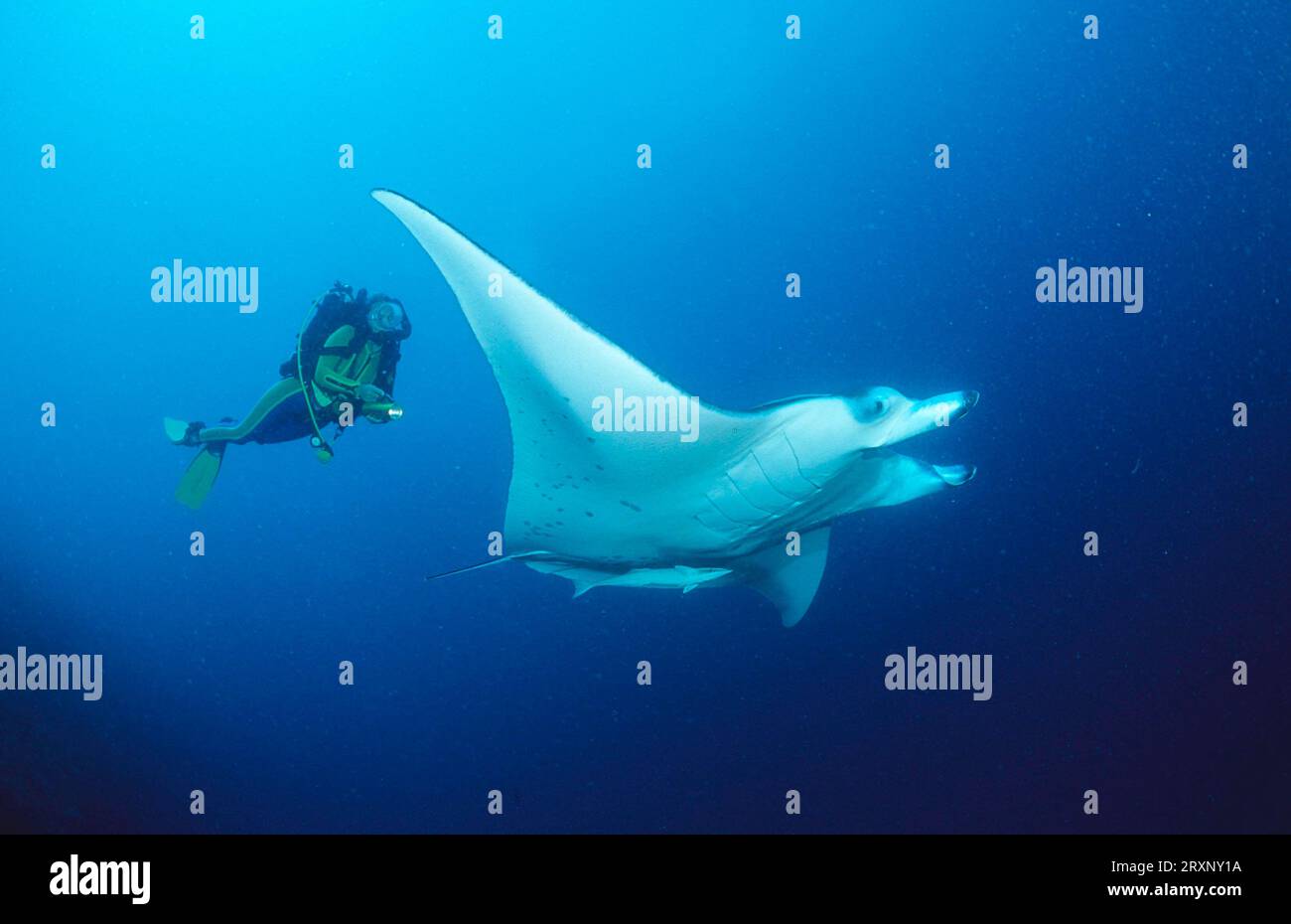 Manta Ray and diver, Ari atol, Pelagic manta ray (Manta birostris ...
