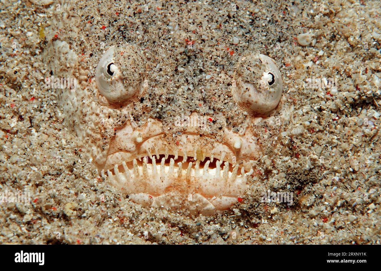 Marbled Stargazer, Komodo national park, Indonesia (Uranoscopus ...