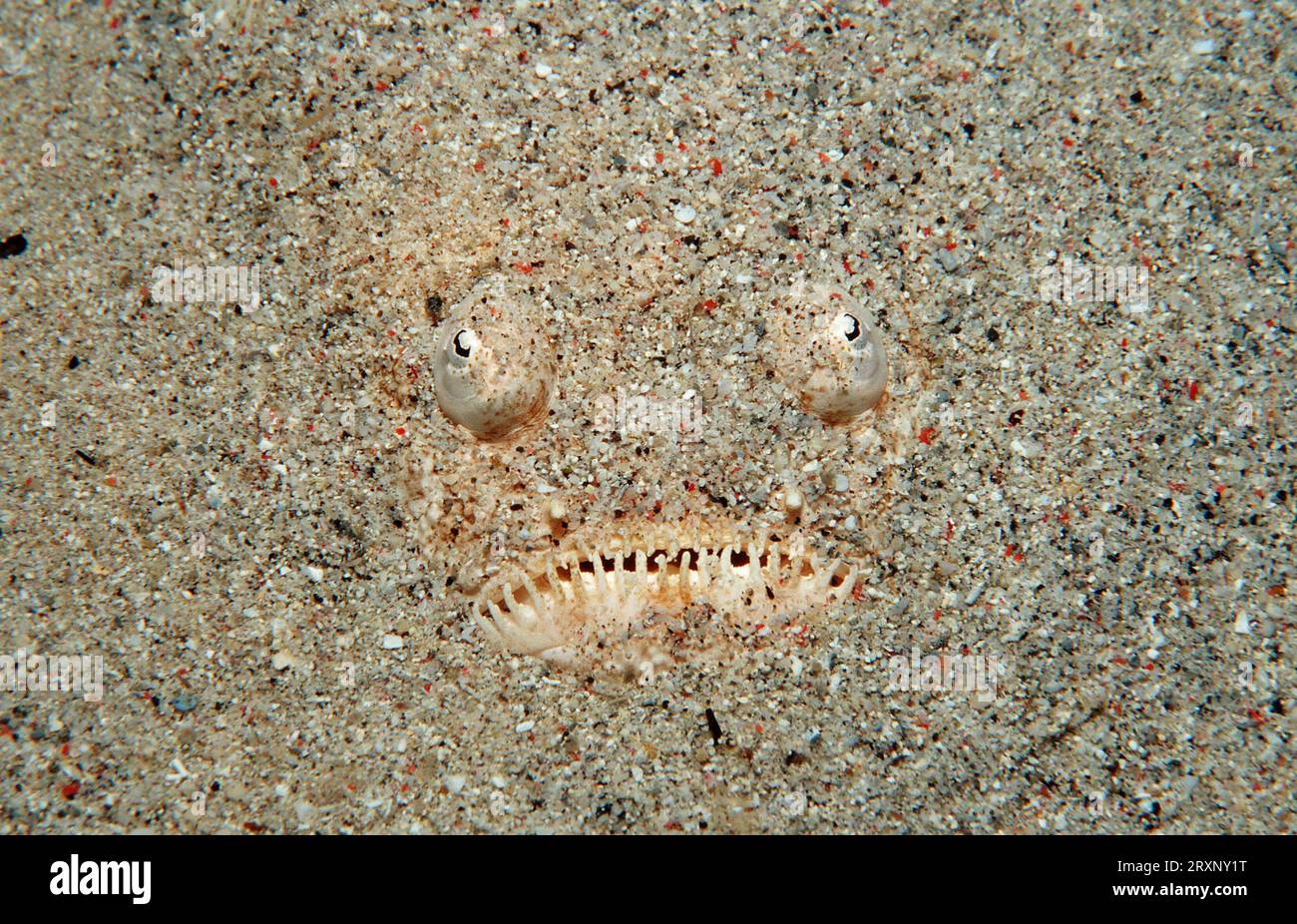 Marbled Stargazer, Komodo National Park (Uranoscopus bicinctus ...