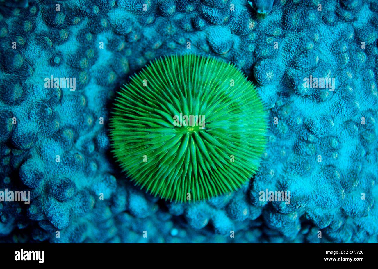 Mushroom Coral, Komodo national park, Indonesia (Ctenactis echinata ...