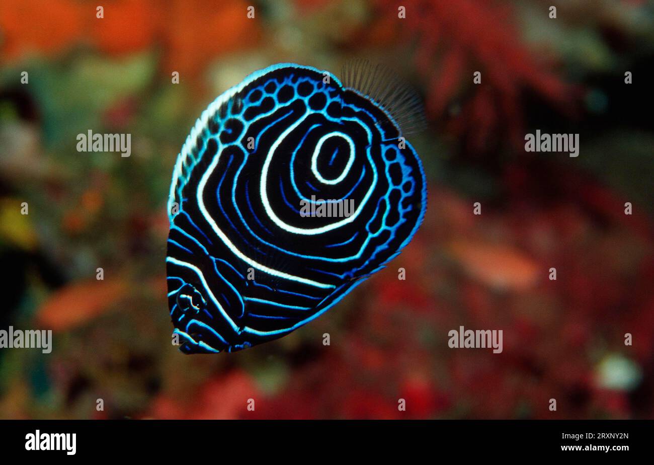 Large angelfish, juvenile, Komodo Emperor angelfish (Pomacanthus ...