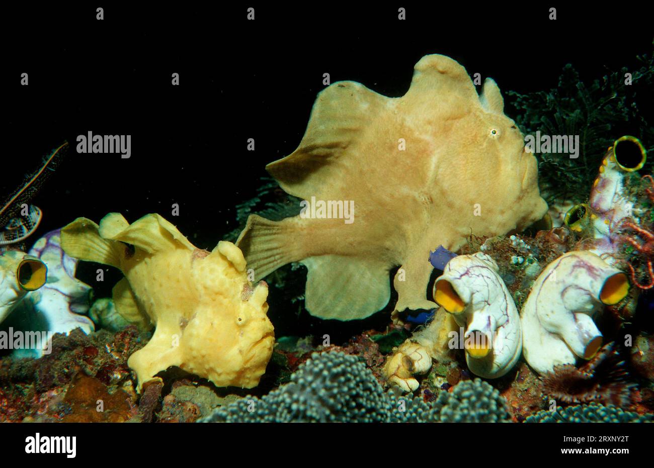 Giant Frogfish, Komodo national park, Indonesia (Antennarius ...