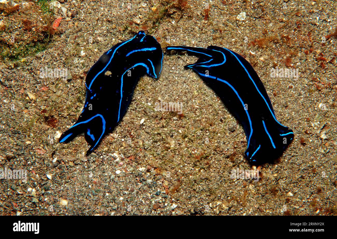 Velvet Sea Slug, Komodo national park, Indonesia, Chelidonura varians ...
