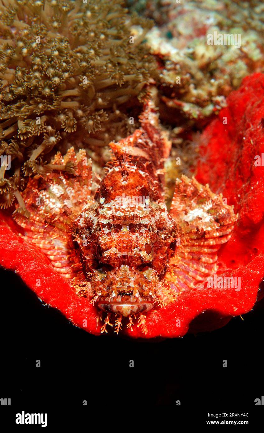 Bearded Scorpionfish, Bohol Sea, Philippines (Scorpaenopsis oxycephalus ...