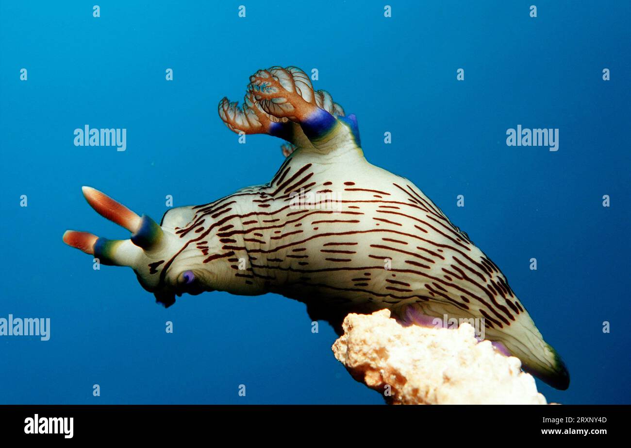 Neon Slug, Bohol Sea, Philippines (Nembrotha lineolata), Neon Star ...