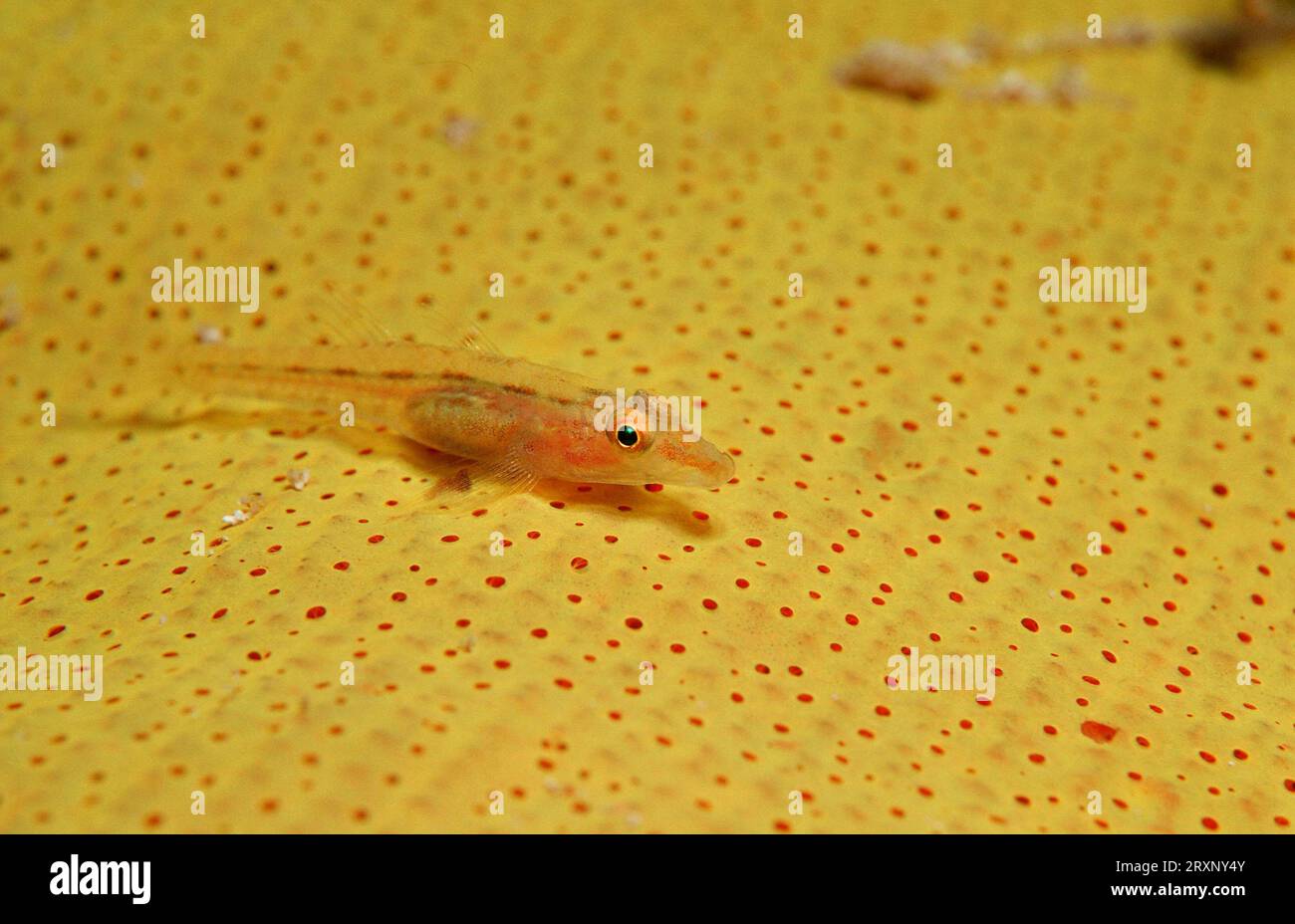Common Ghost Goby (Pleurosicya mossambica), Bohol Sea, Philippines ...