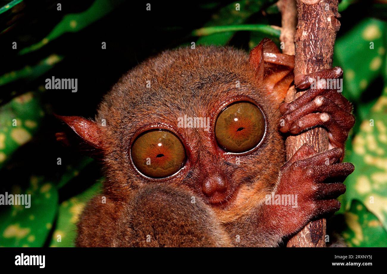Philippine Tarsier (Tarsius syrichta), Philippines Stock Photo - Alamy