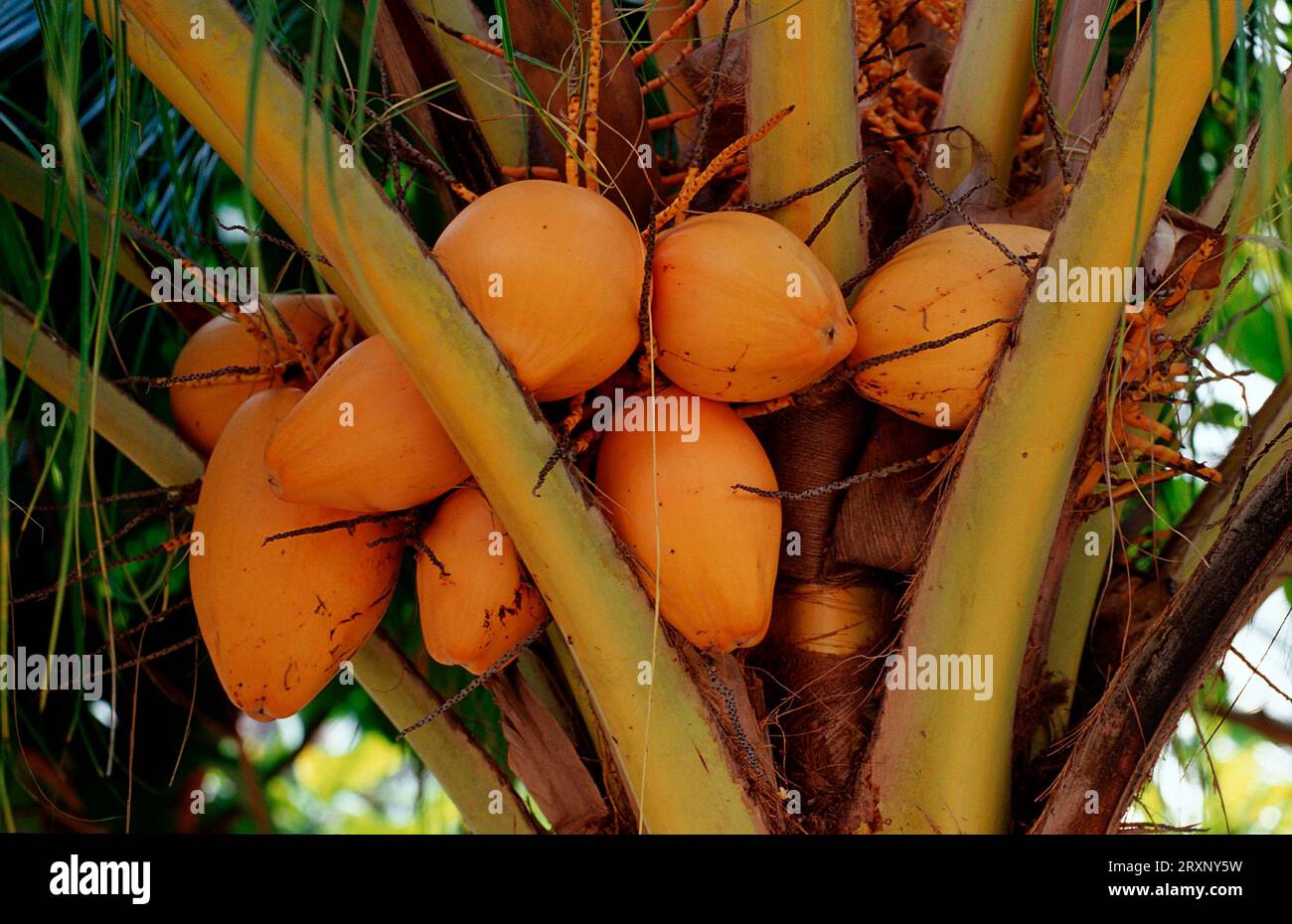 Coconut Palm (Cocos nucifera) fruits, Philippines Stock Photo - Alamy