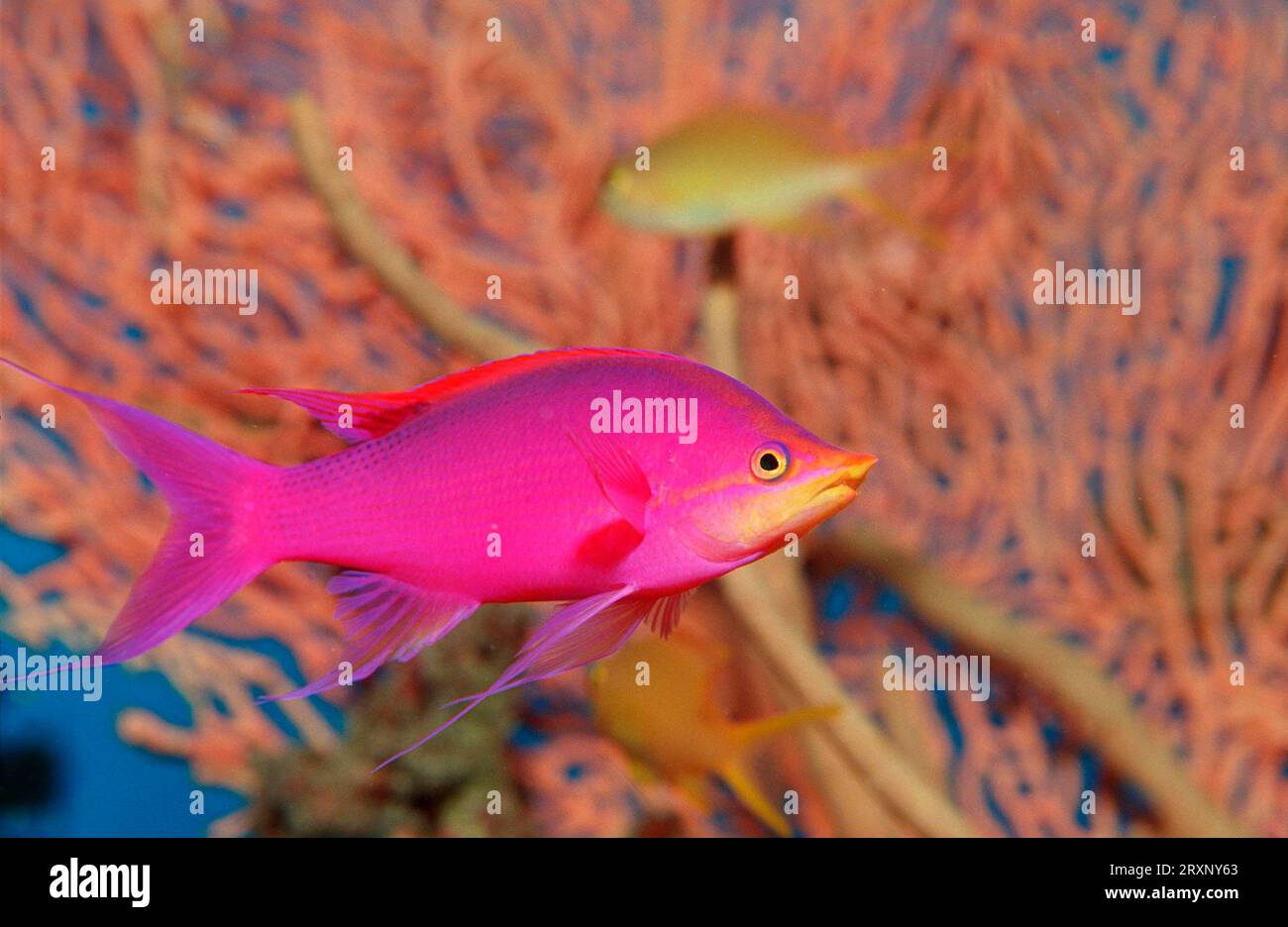 Yellowstriped fairy basslet (Pseudanthias tuka), Lake Bohol, free ...