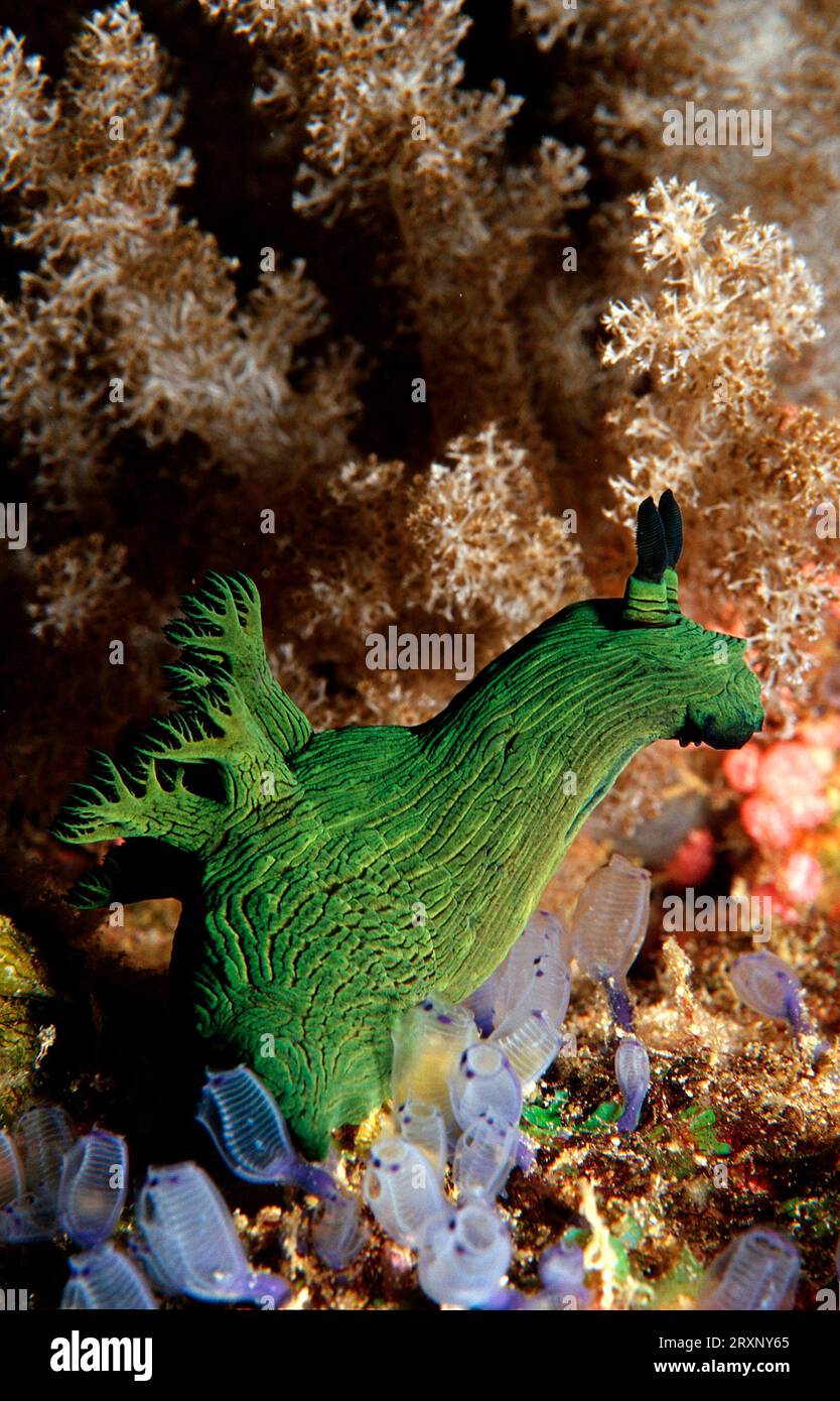 Neon Slug (Nembrotha), Bohol Sea, Philippines, Neon Star Snail Bohol ...