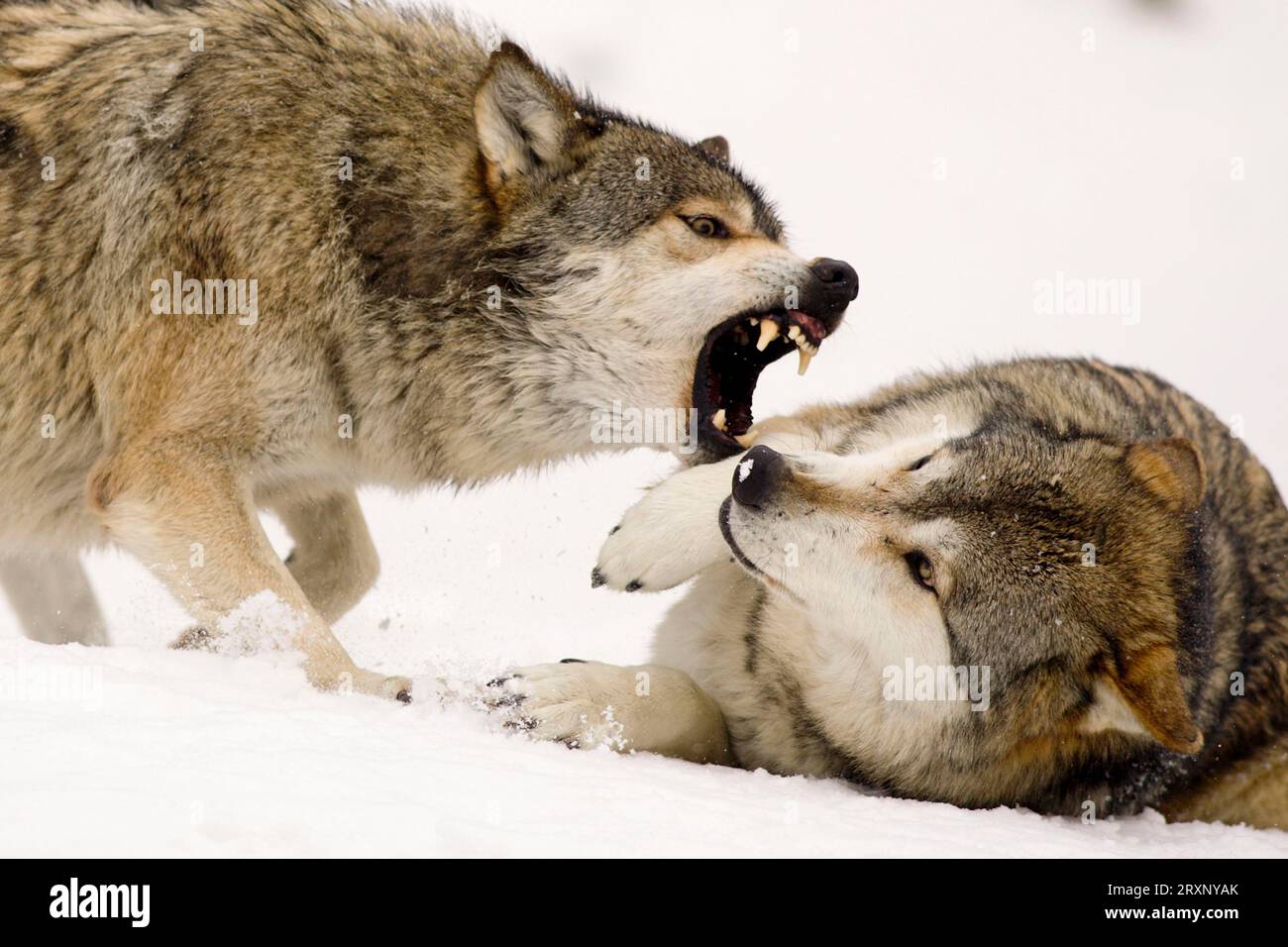 Gray wolf dominance behavior hi-res stock photography and images - Alamy