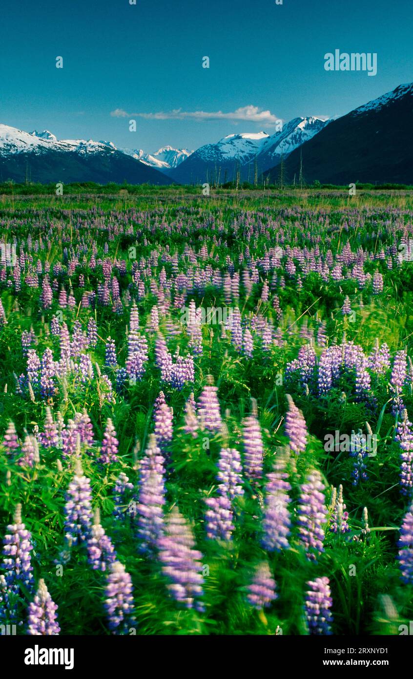 Alaska lupin lupinus hi-res stock photography and images - Alamy