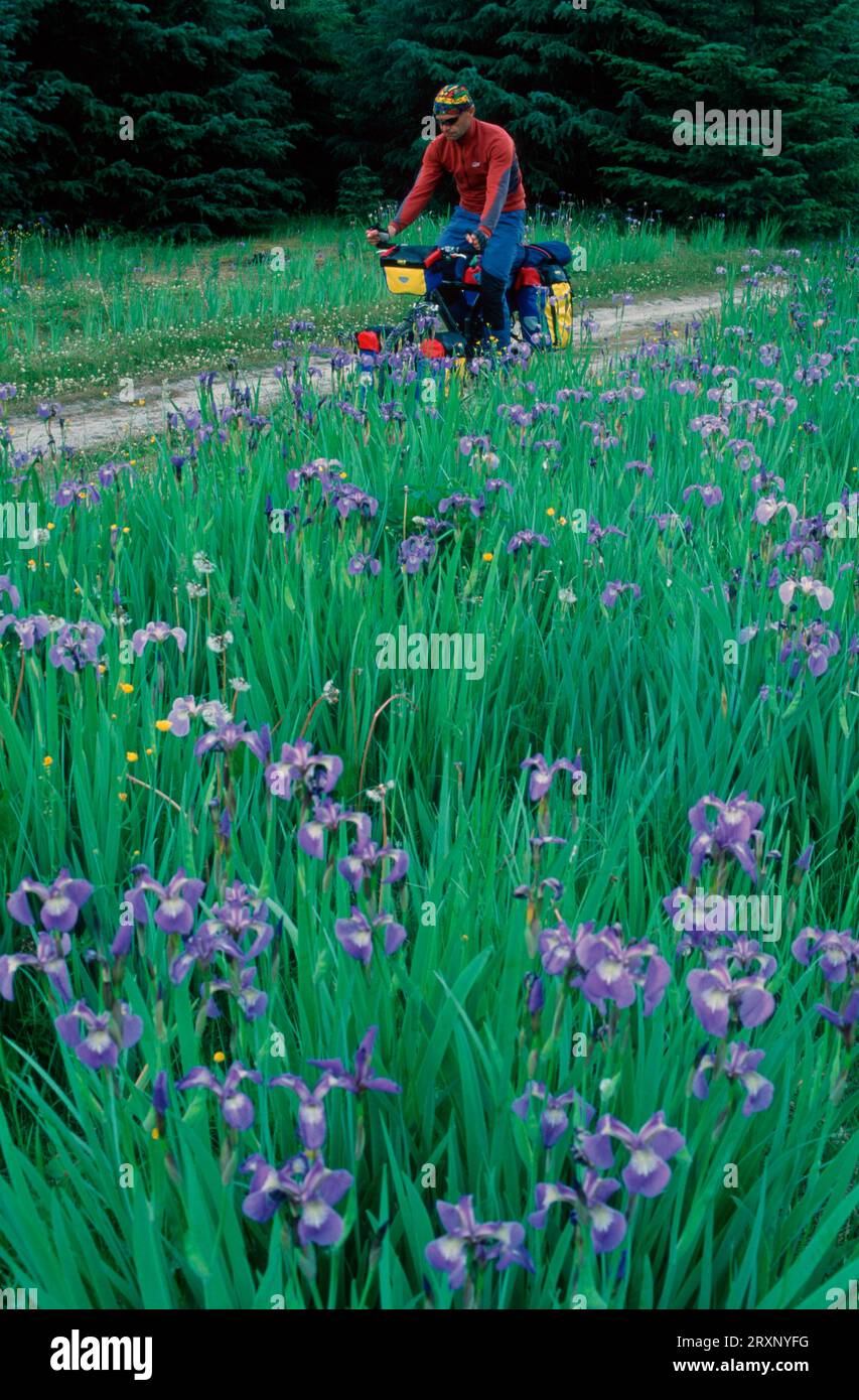 Iris setosa alaska hi-res stock photography and images - Alamy