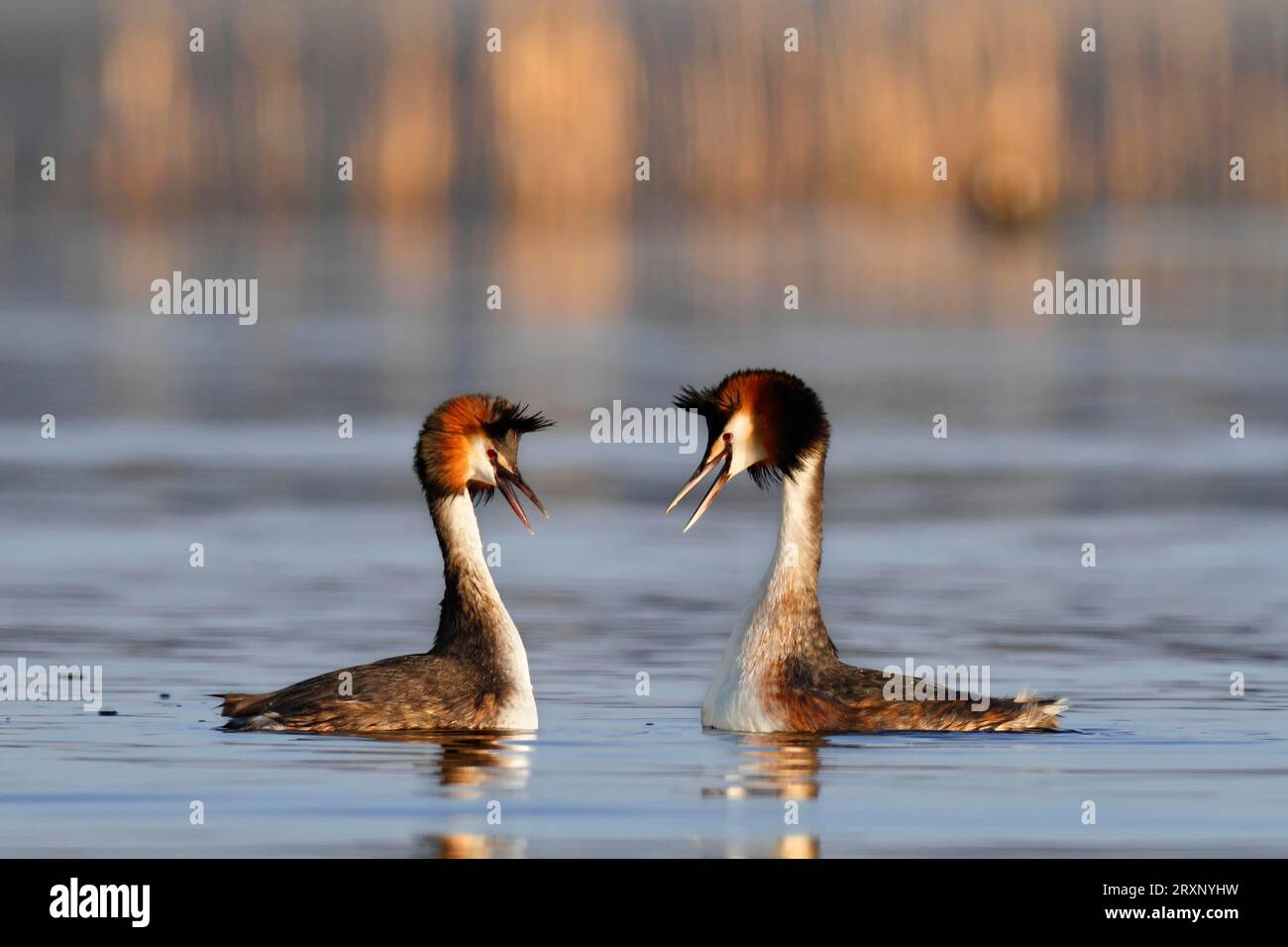 Great Crested Grebe (Podiceps cristatus), mating pair, Peene Valley ...