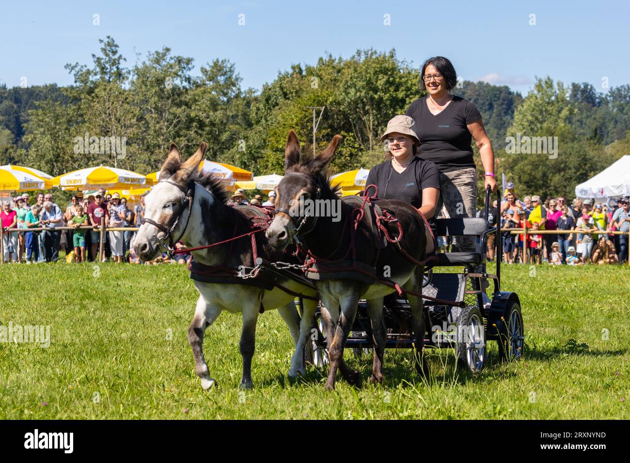 Donkey carriage driving through course, domestic donkey (Equus asinus ...