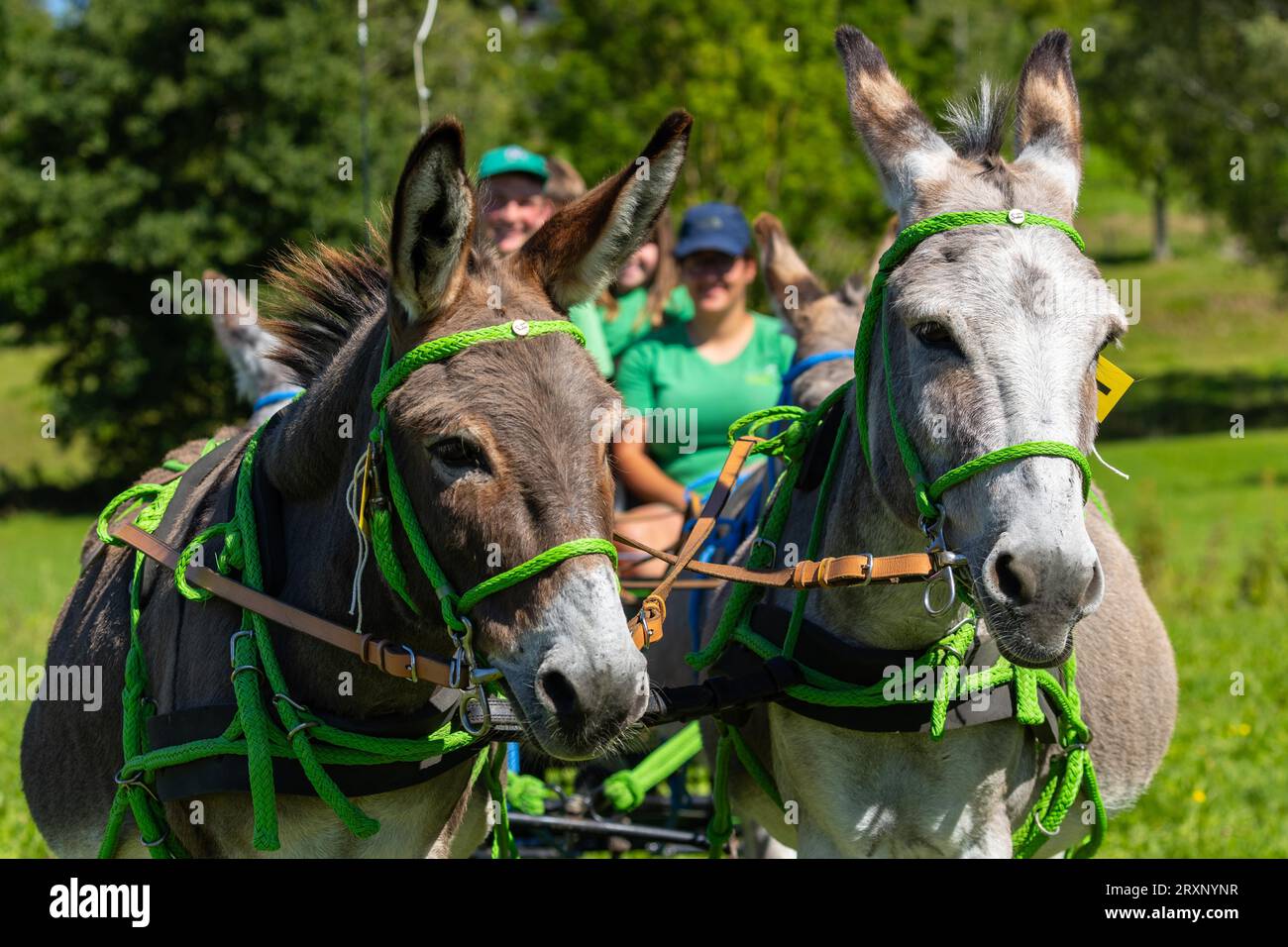 Donkey carriage, domestic donkey (Equus asinus asinus), donkey meeting ...