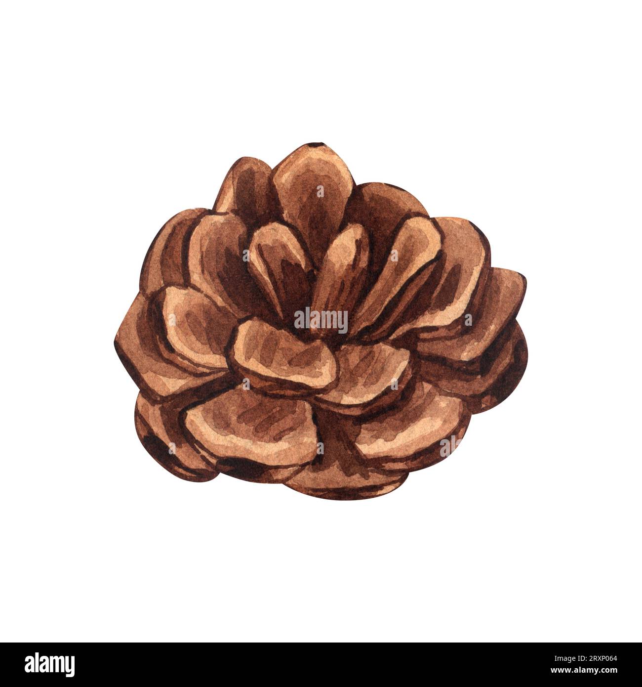 Watercolor pine cone for decoration. Hand-drawn illustration isolated ...