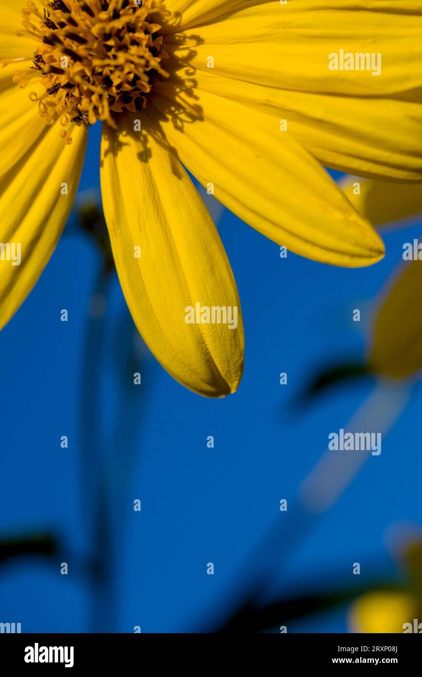 Yellow flowers of The Jerusalem artichoke (Helianthus tuberosus ...
