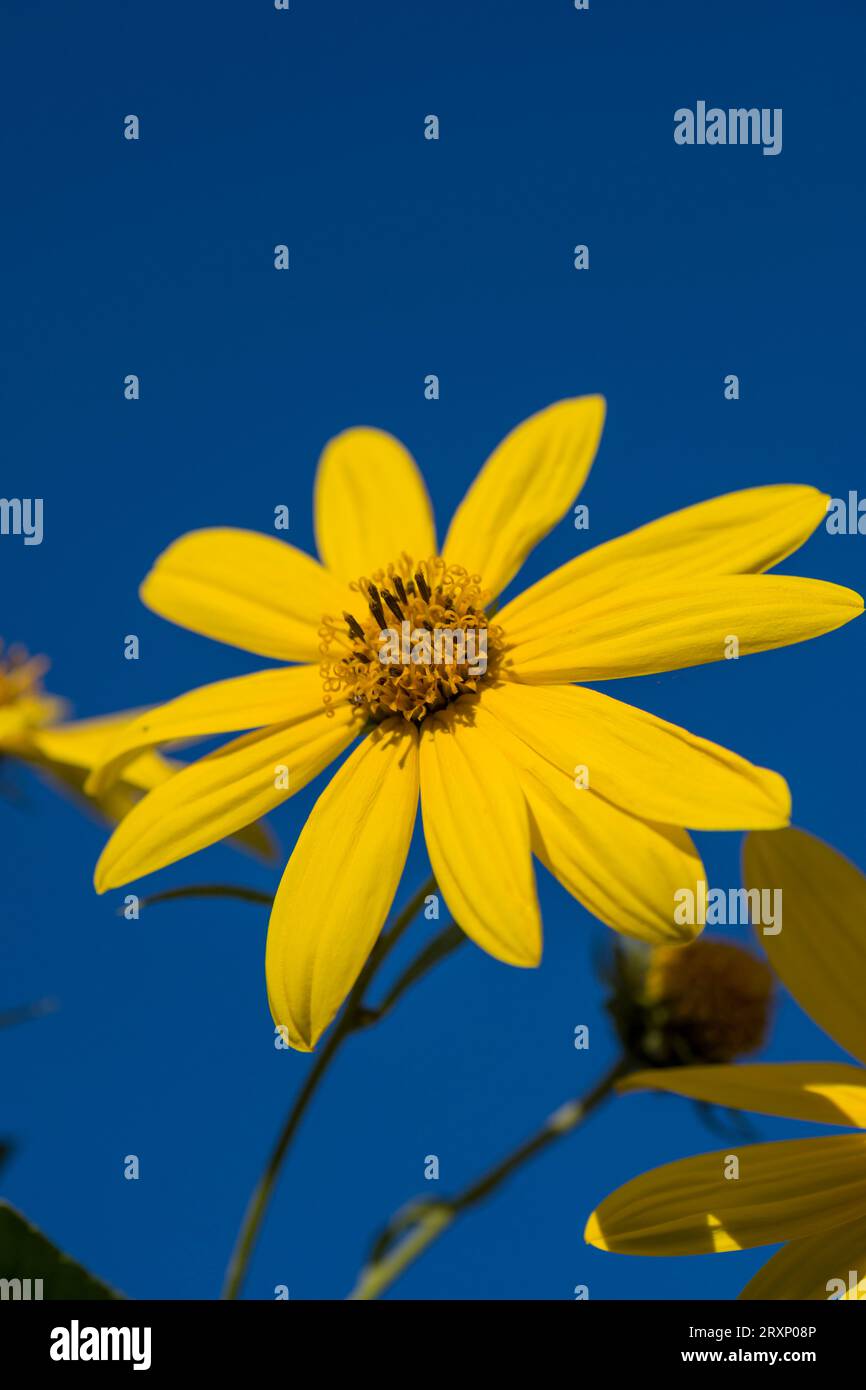 Yellow flowers of The Jerusalem artichoke (Helianthus tuberosus ...