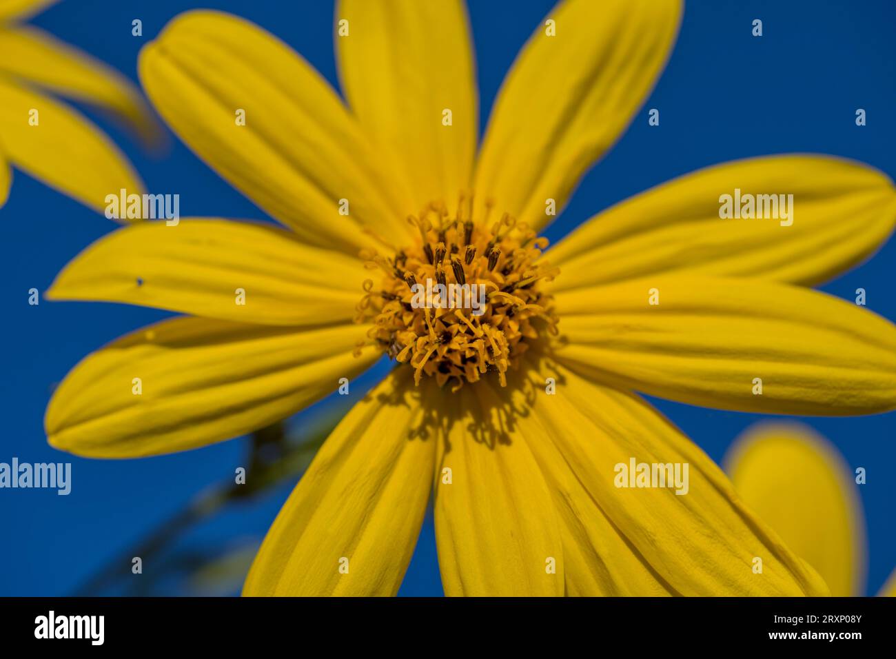 Yellow flowers of The Jerusalem artichoke (Helianthus tuberosus ...