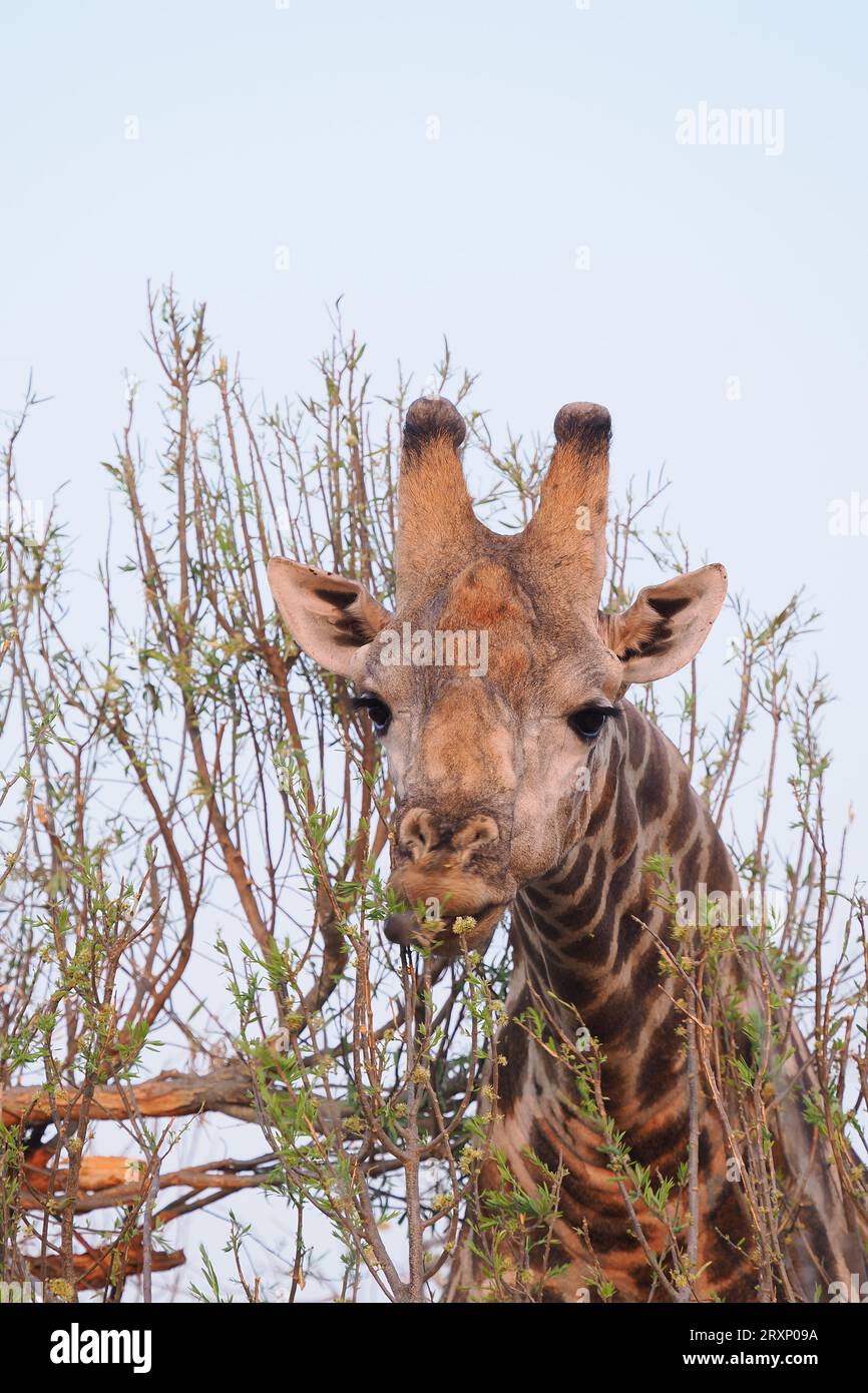 The tallest land animal browses on thorny acacia reaching branches ...