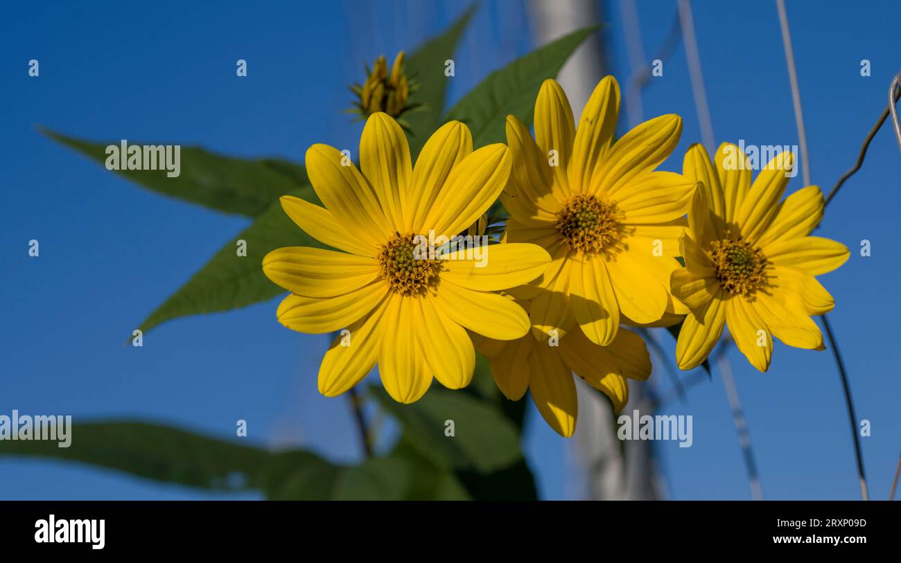Yellow flowers of The Jerusalem artichoke (Helianthus tuberosus ...